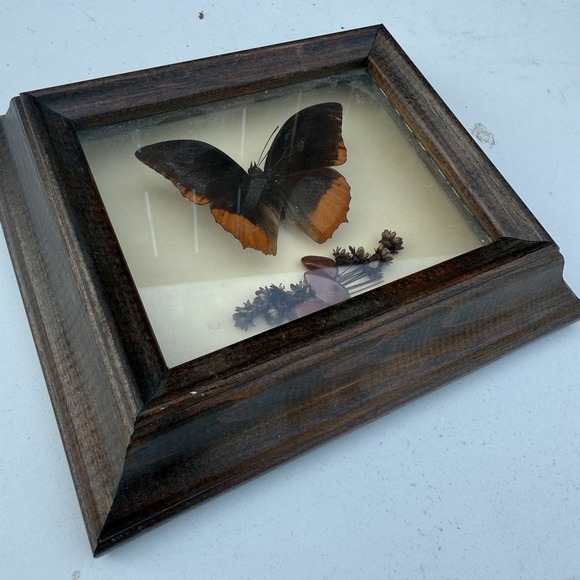 Reptile | Flame Bordered Charaxes Protoclea Emperor Butterfly Framed ...